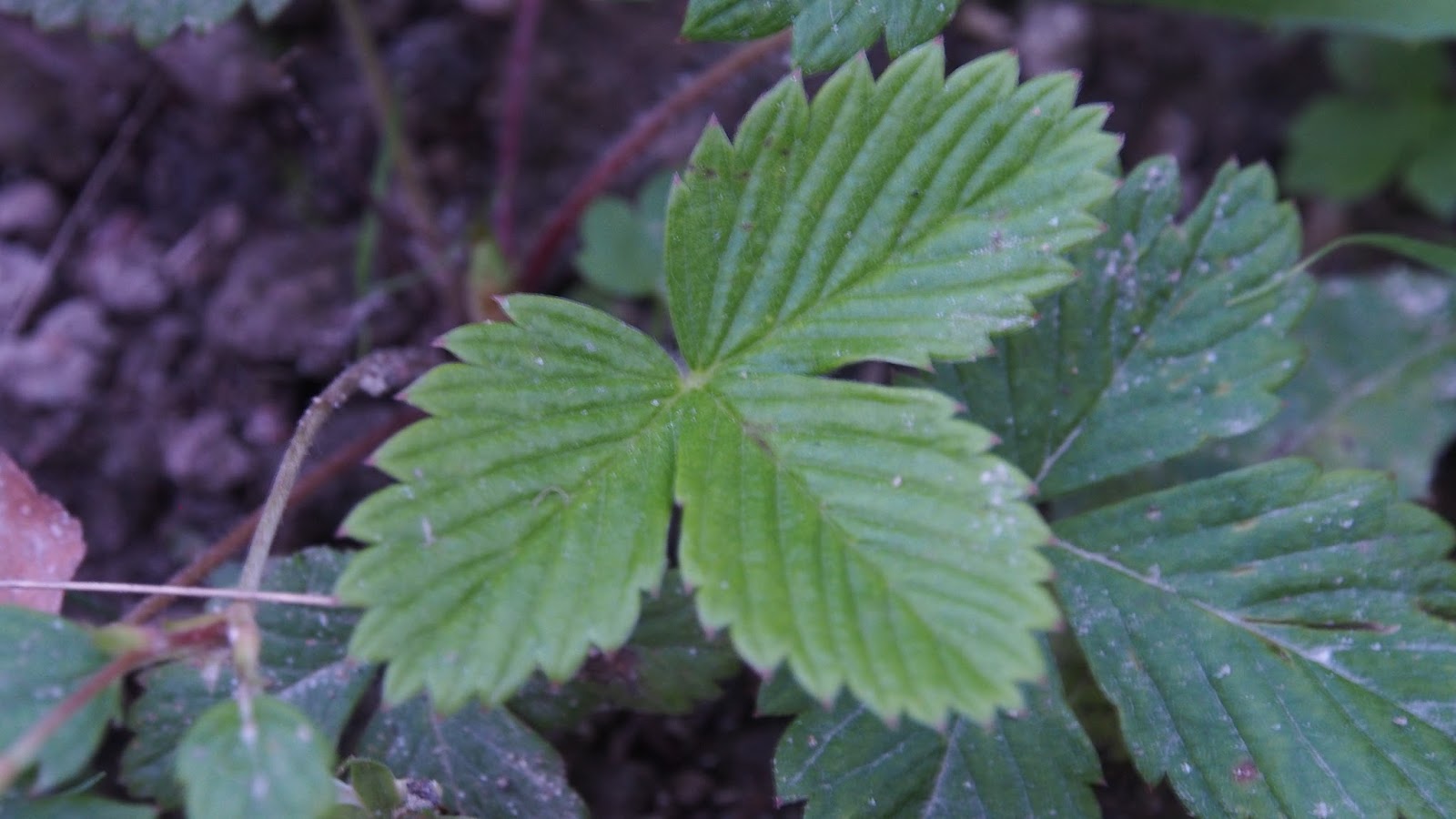 Digikasvio: Ahomansikka