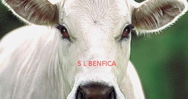 SOU PORTISTA COM MUITO ORGULHO: SL VACARIA ...:-))