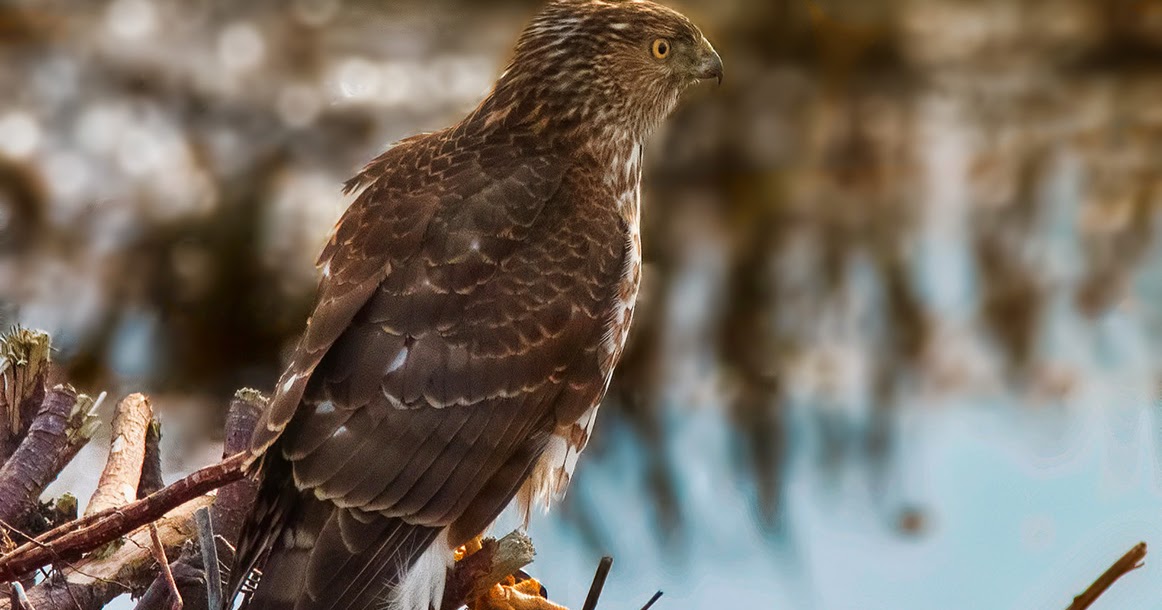 Hawk Identification Tips from every angle (Sharpie vs Cooper and Red ...