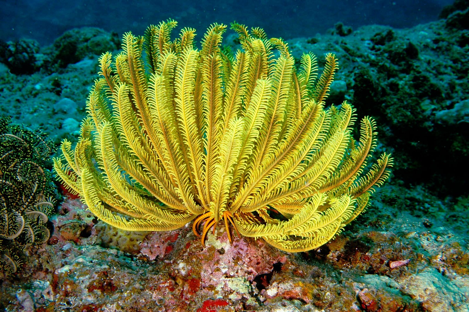 Criaturas Incríveis®: Crinoidea