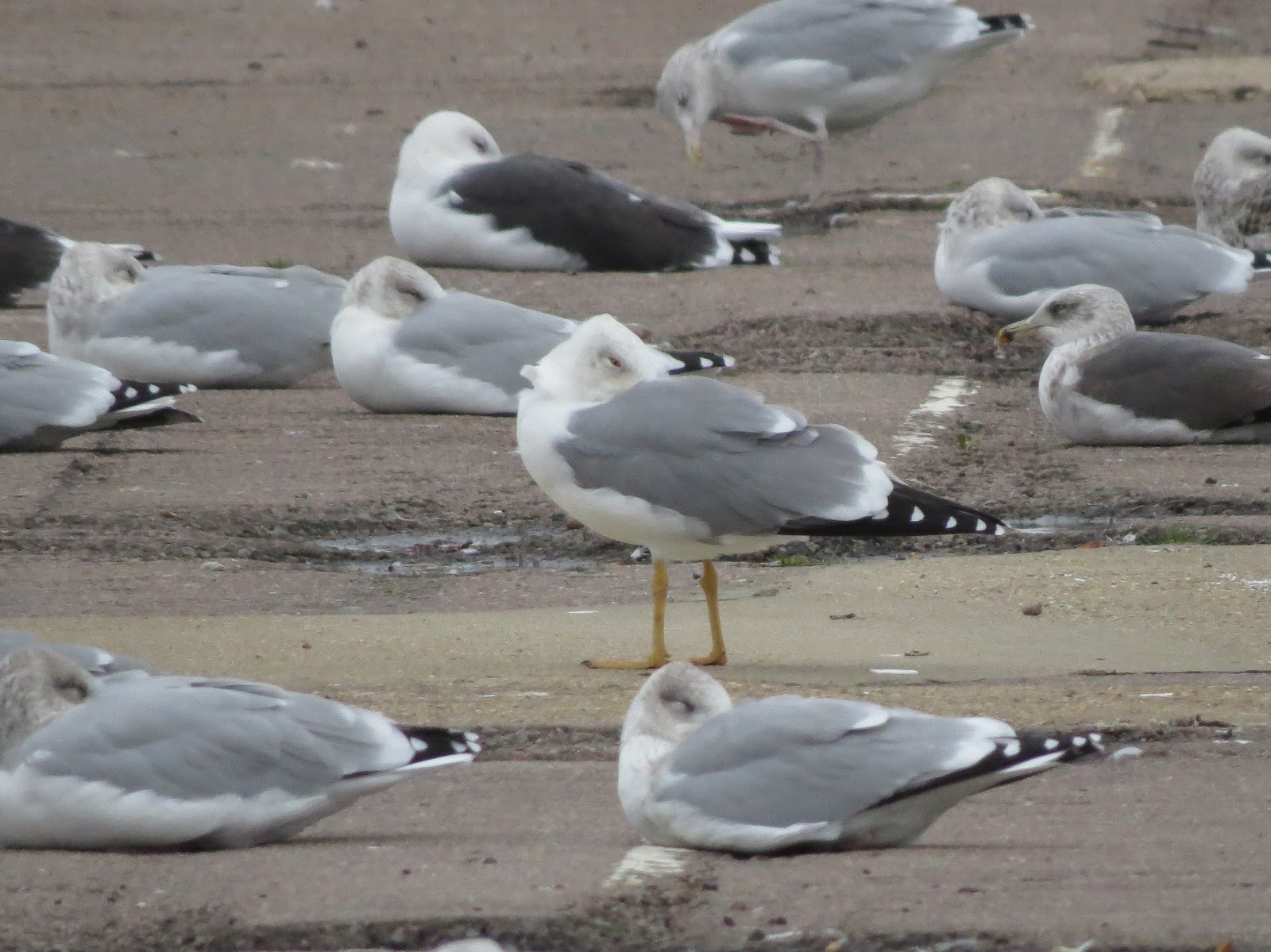 Landguard Bird Observatory Recent Sightings: Sunday 22nd October 2017