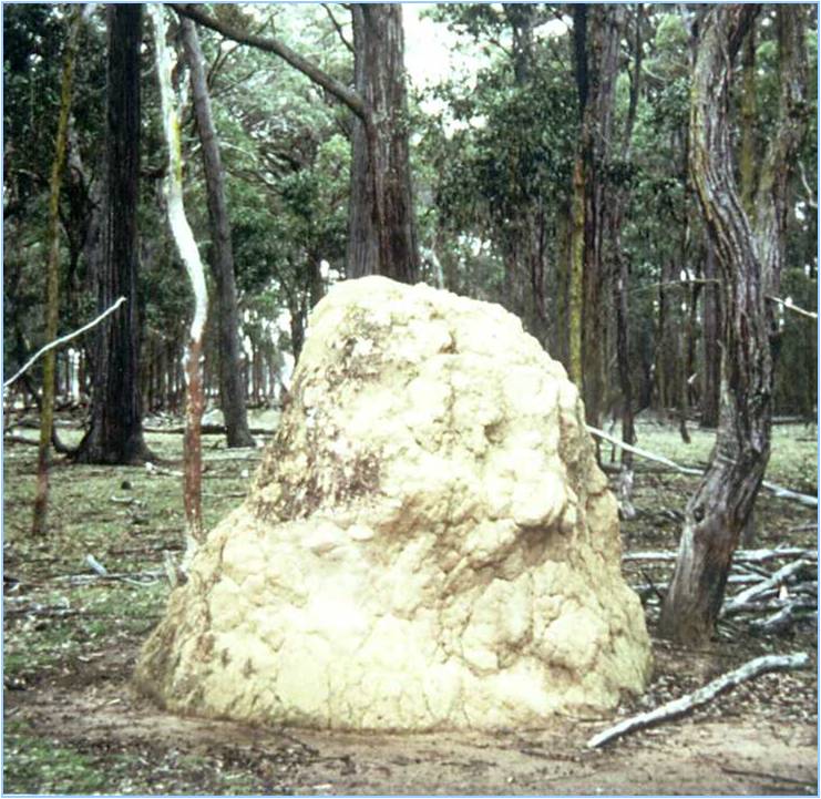 Masih Ada Yang Puja Busut Jantan - CariDotMy