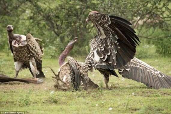 Photos: Group of Vultures fight over an animal carcass