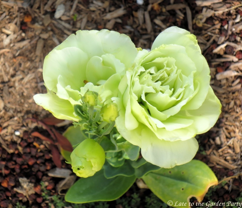 Single Green Flowers