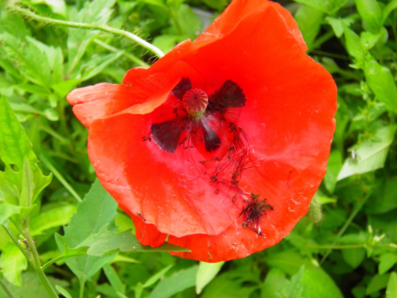 PASARI DIN ROMANIA: CODROS DE PADURE (2), Phoenicurus phoenicurus