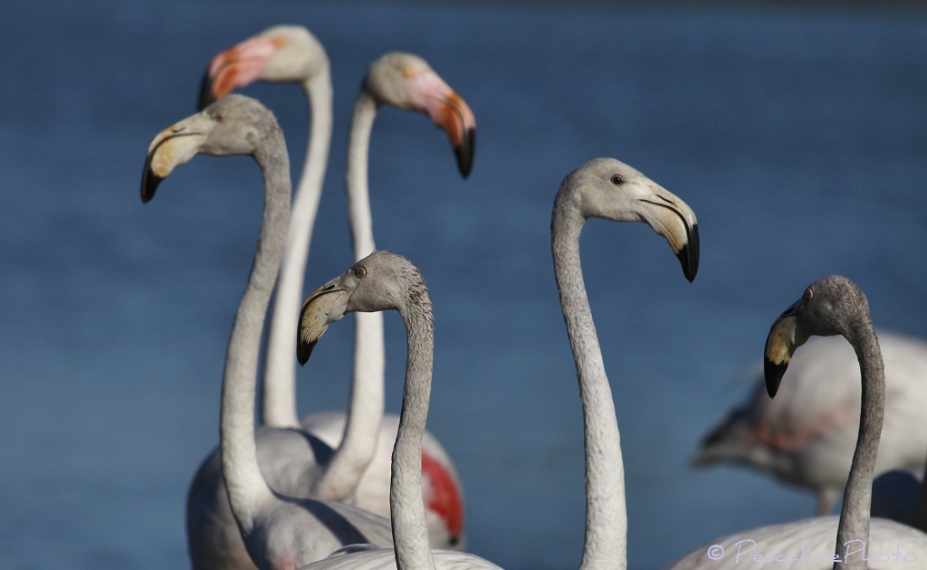 Pescalune Photo: Flamant rose juvenile (Phoenicopterus roseus ...