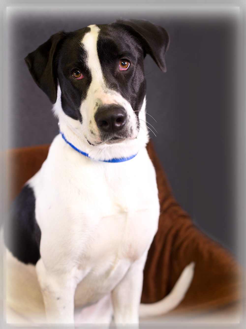 White Lab Border Collie Mix