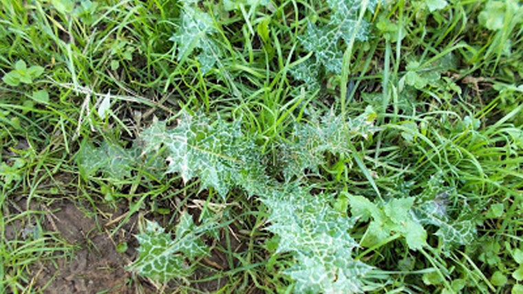 ΕΛΛΑΝΙΑ ΠΥΛΗ: Νοέμβριος – Δεκέμβριος | Άγρια φαγώσιμα χόρτα της Ελλάδας ...