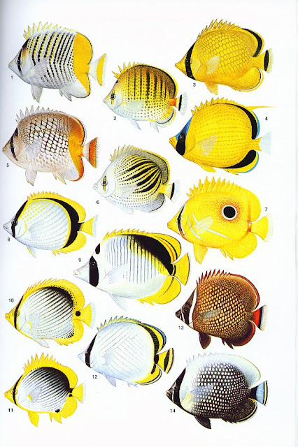 Ikan Butterfly Family Chaetodontidae - Fish Information (INDONESIA)