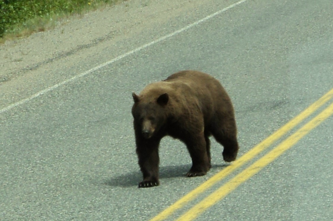 Harrison Happenings: Bear Butt... not Bare Butt!