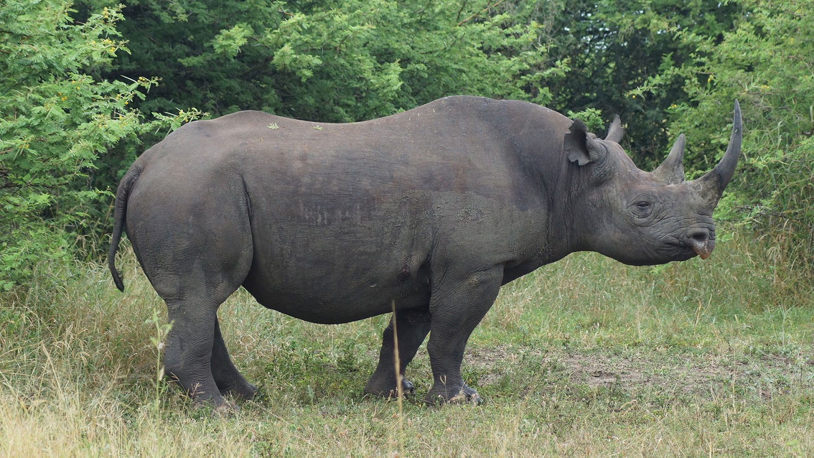 Fieggentrio: Bedreigde diersoorten: Zwarte neushoorn.