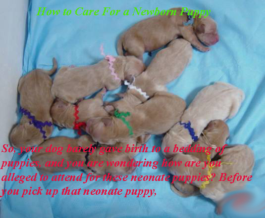 Universal Health Care: How to Care For a Newborn Puppy