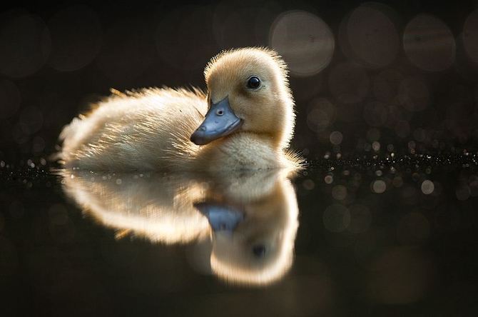 animal cold cute: Animals Photography by Robert Adamec