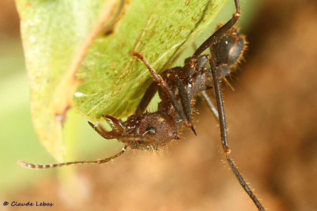 fourmis de Cuba- Hormigas de Cuba- Ants of Cuba: Atta insularis