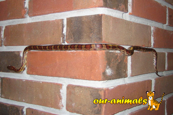 How to find snakes in the walls and remove them | our-animals
