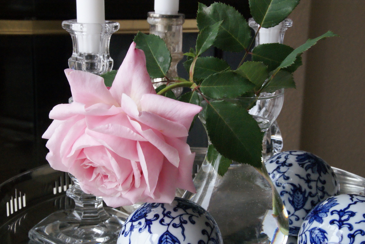 Organic Garden Dreams: October Roses