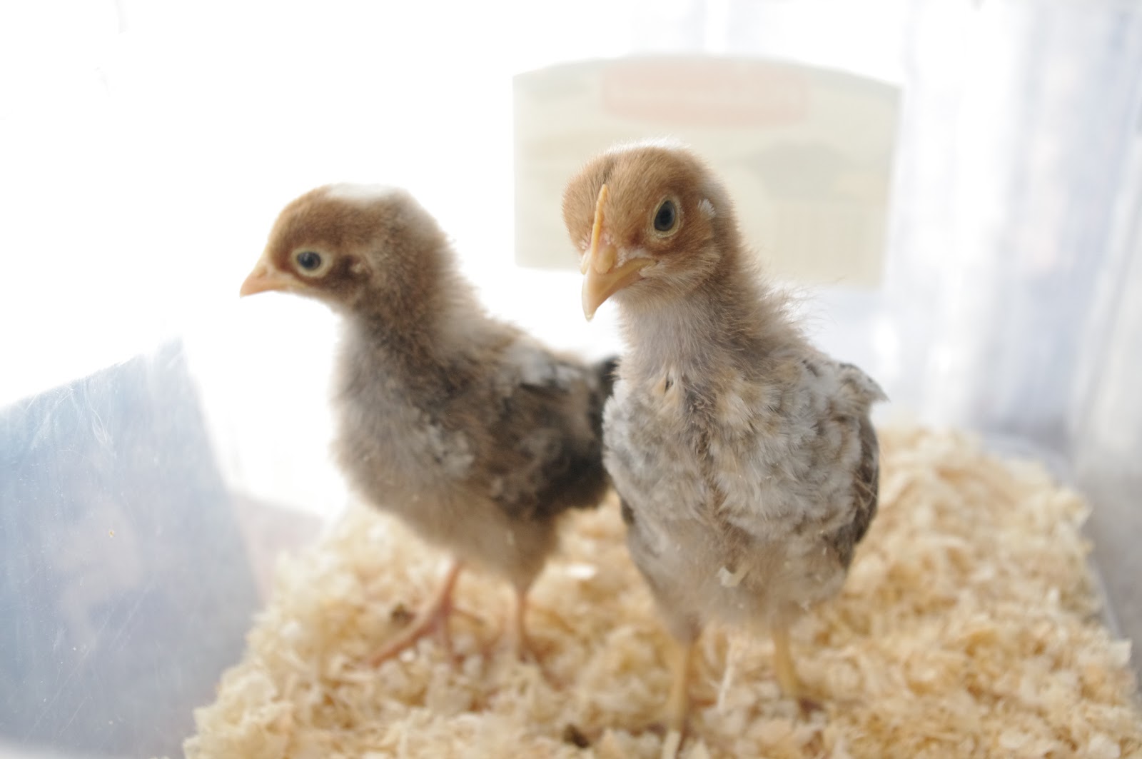 Coop & Cottage: Norwegian Jaerhons and Chicken Math