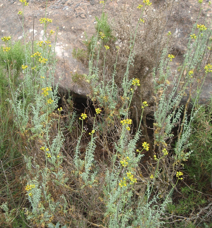 HERBARIO VIRTUAL DE BANYERES DE MARIOLA Y ALICANTE: Ruta angustifolia ...