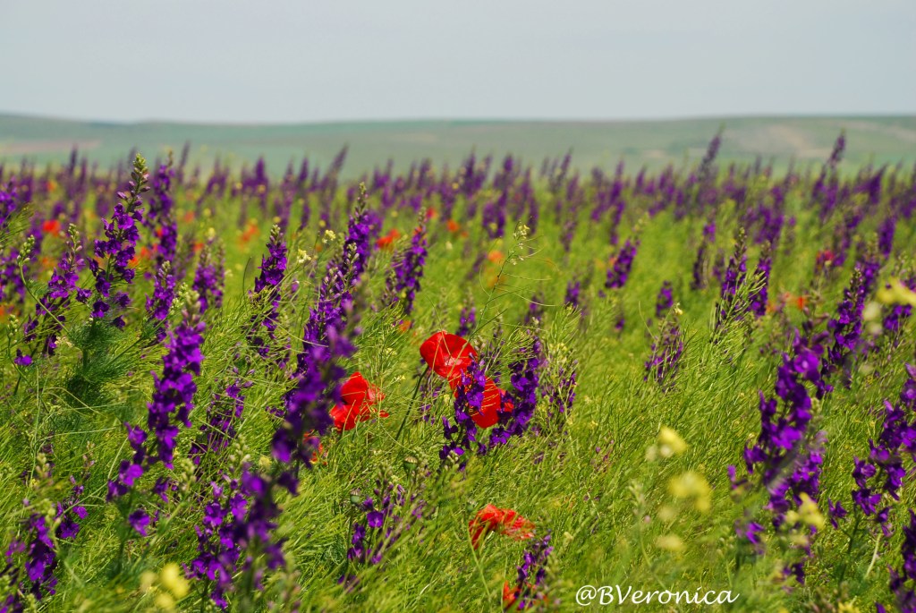 Veronique's photos: camp de flori.. /flowers field