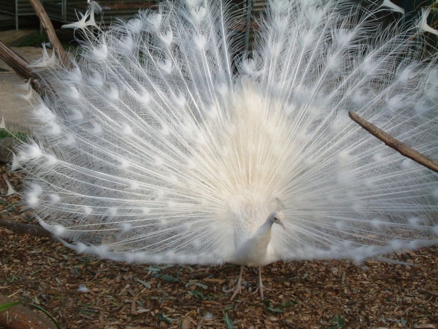 Afacerea cu pauni: Specii de pauni