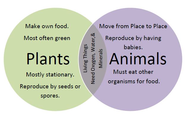 Difference Between Plants And Animals - Plant Ideas