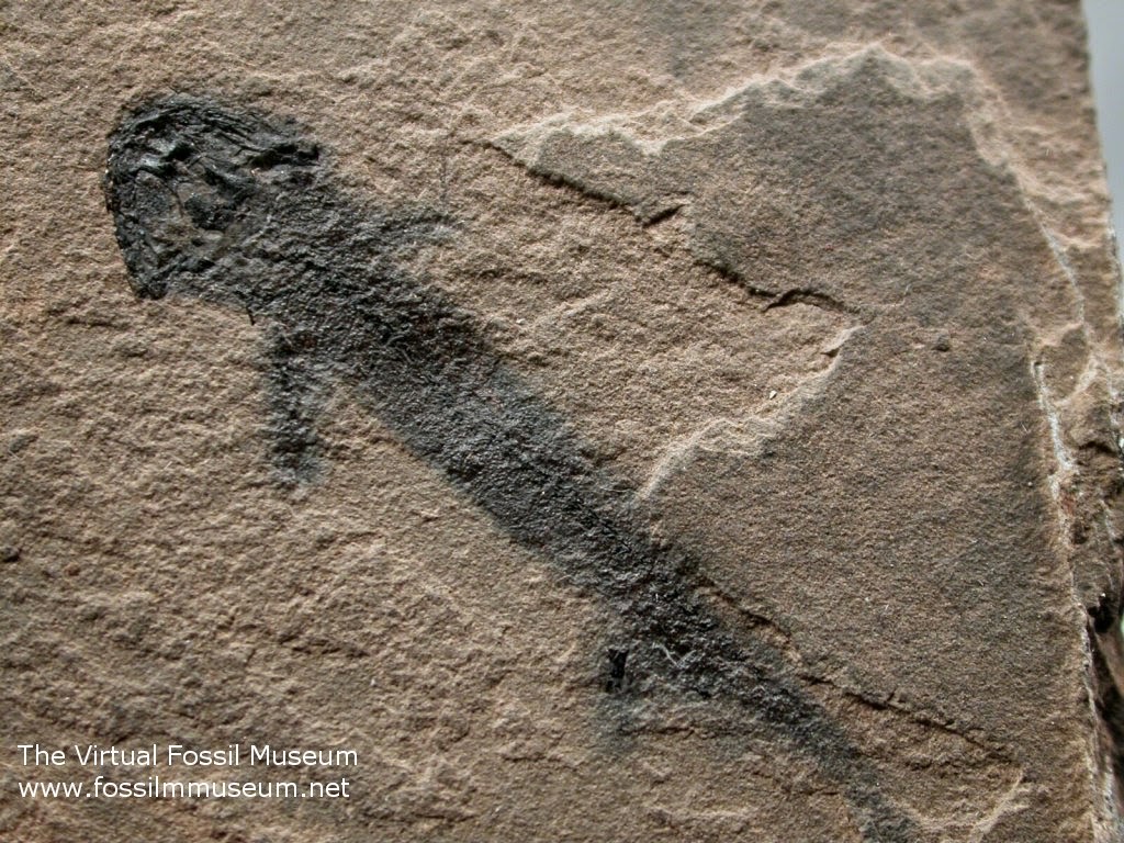 aulabiogeotoni: 1º BACHILLERATO. GALERÍA DE FÓSILES