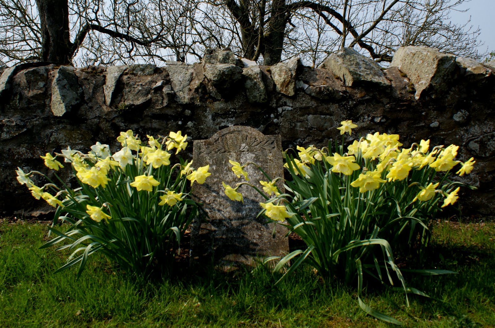 Tour Scotland: Tour Scotland Photograph Daffodils Churchyard Forteviot ...
