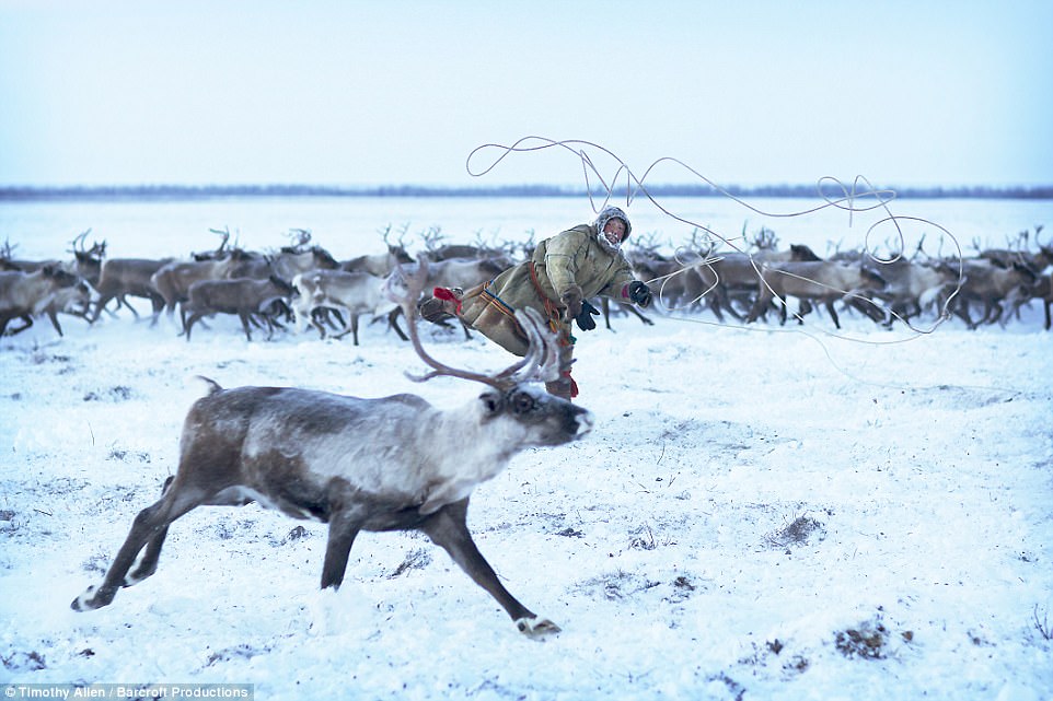 White Wolf : Stunning pictures showcase annual reindeer migration of ...