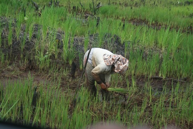 Kapuas Hulu, the Heart of Borneo: The Shifting Cultivation, would it be ...