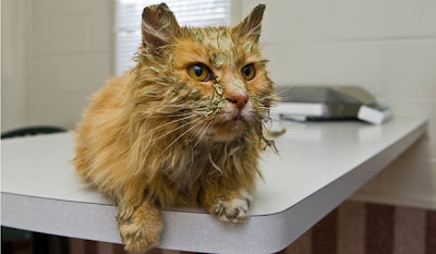 Kucing ini harus dicukur gundul karena cat yang menyiram tubuhnya sudah ...
