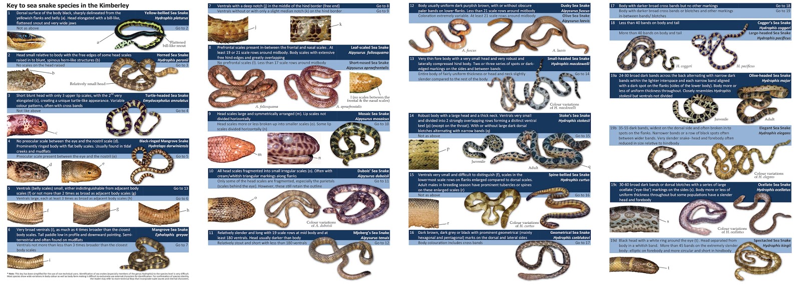 Ocean Whispers Guide To The Sea Snakes Of The Kimberley Coast Of ocean-whispers-guide-to-the-sea-snakes-of-the-kimberley-coast-of