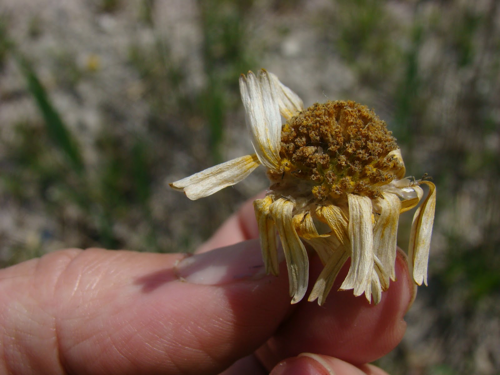 Weedpicker's Journal:: Picking the Lakeside Daisies