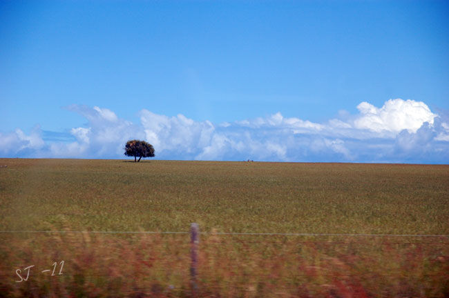 AyersRockBlog: Ahdistus kourallisessa tomua