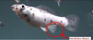 Fish Zone: dalmation molly fish breeding