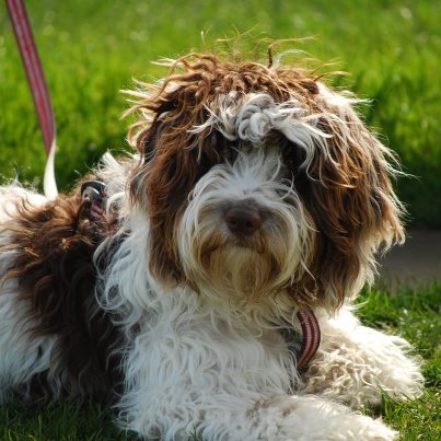 Jukee Doodles : Testimonials