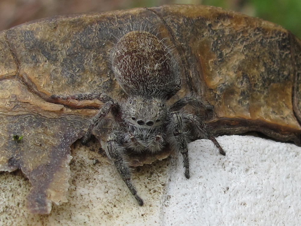 Blue Jay Barrens: Spider in Turtle Shell