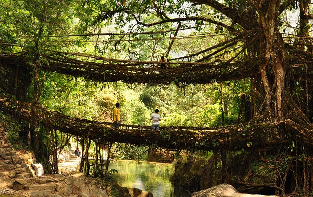Living Root Bridges ~ India GK, Current Affairs 2020