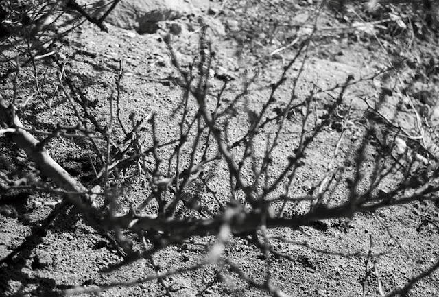 Silvio Mattoni: El animal que habla, el lenguaje que se mueve, el padre ...