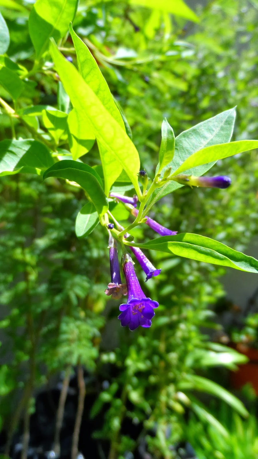 Vivero de Plantas Bonaerenses