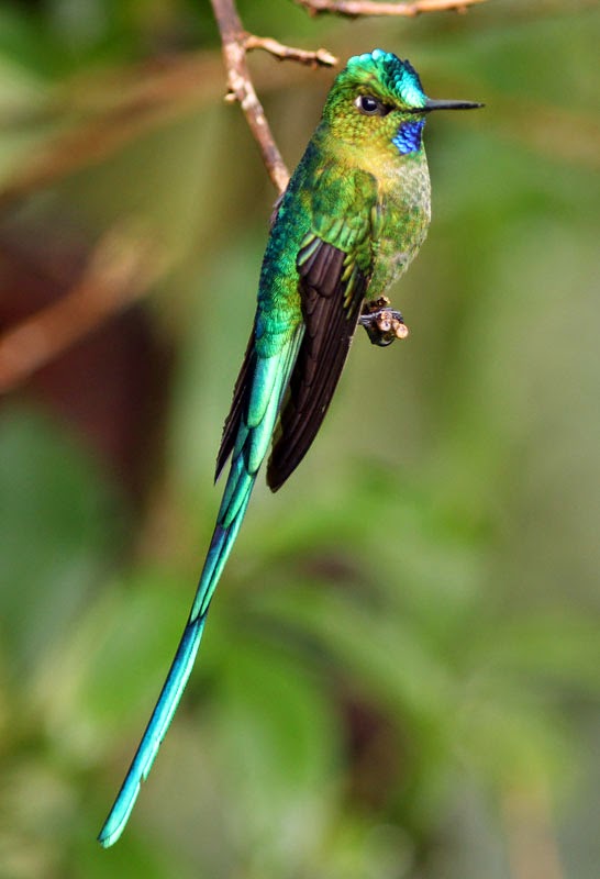 Birdernaturalist: Northern Peru Hummingbirds #2