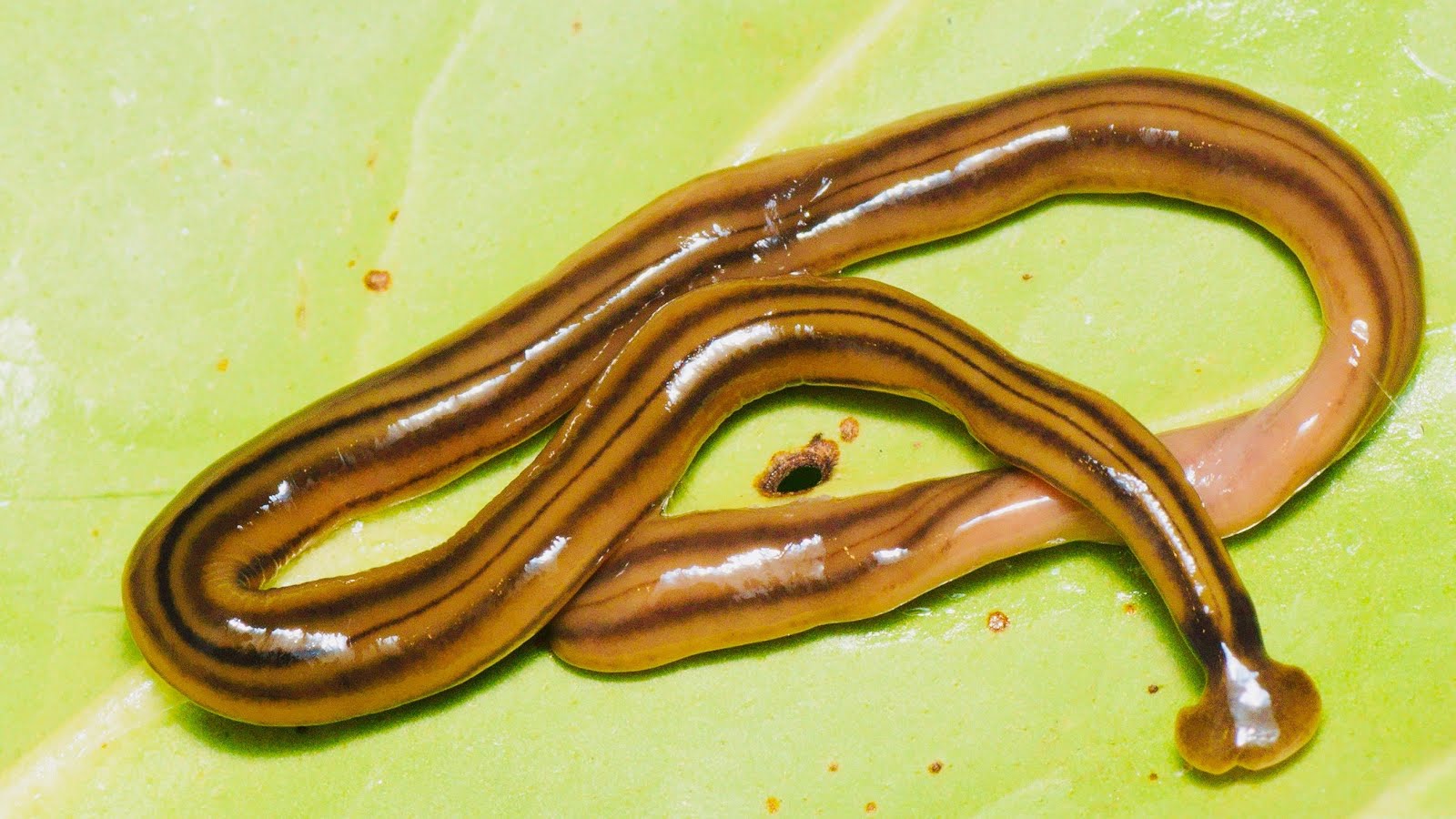 Worms with head like battle axe invade France: All you need to know ...