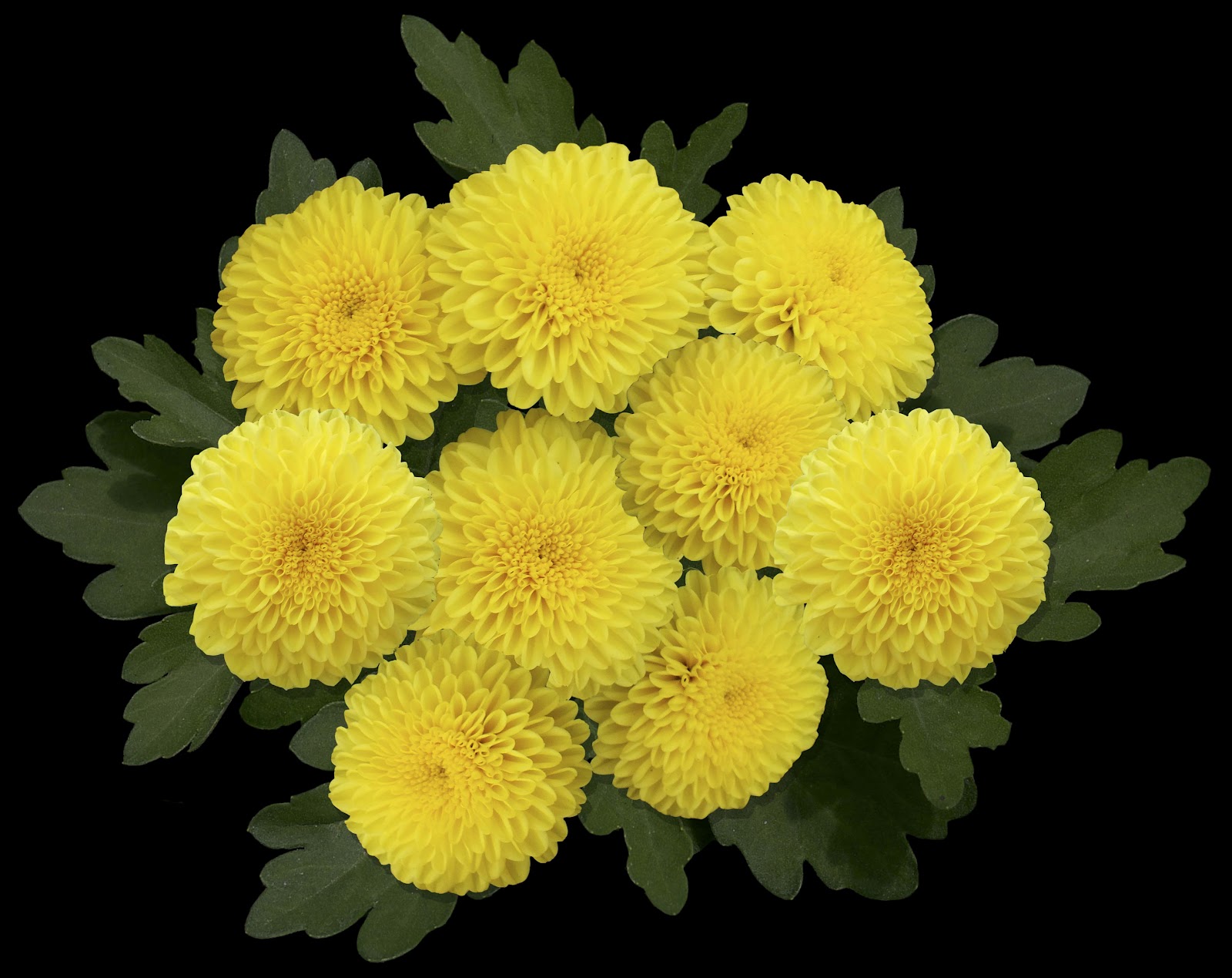 Nosso Jardim: Crisântemos e seus significados