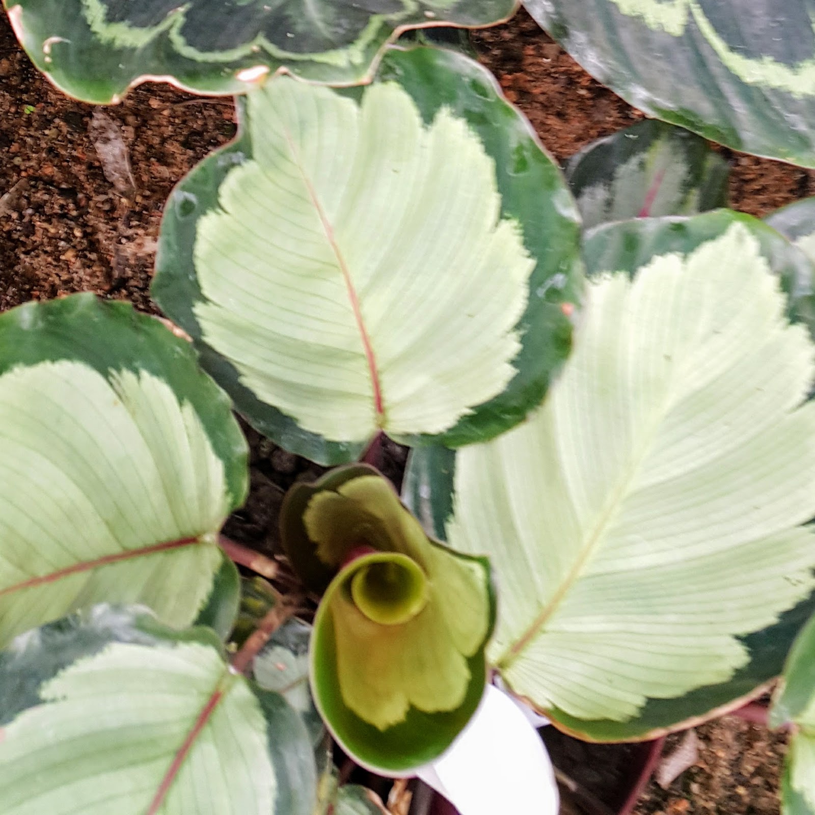 "Verdade//aspas" : 👪 Marantaceae (Calathea picturata)