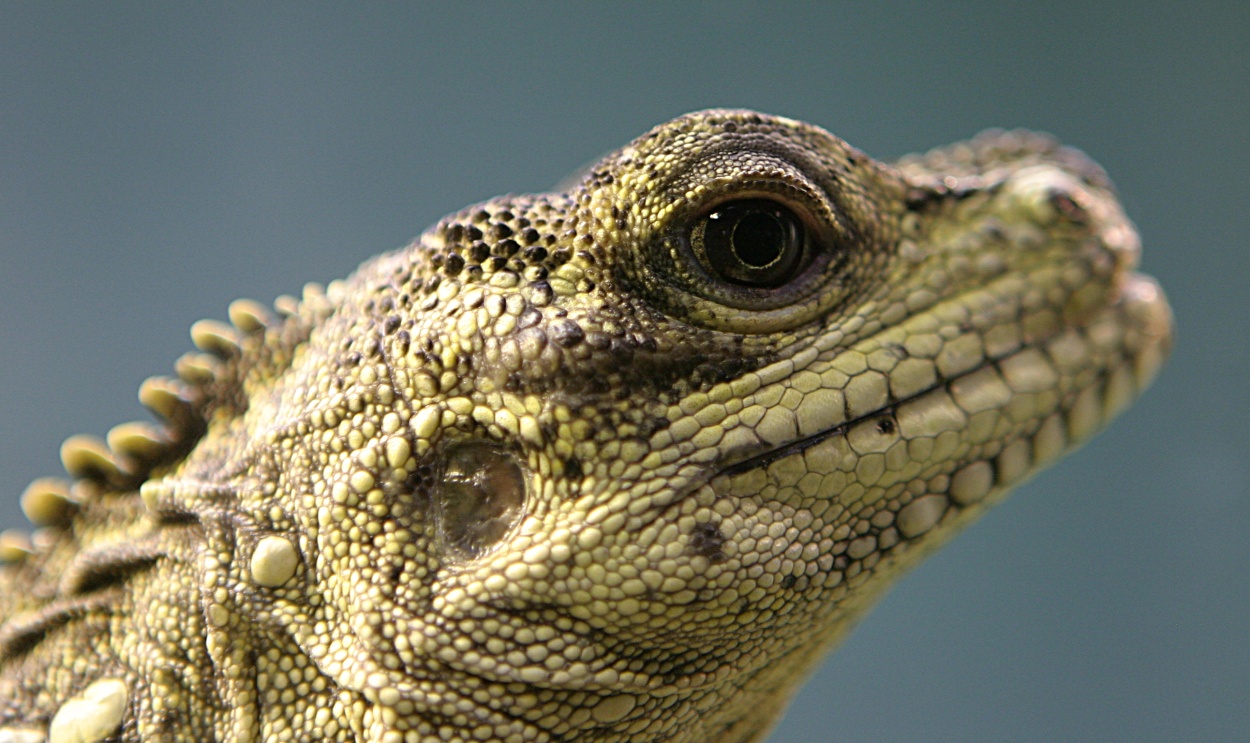 Kawin Silang Pada Soa Layar Beda Spesies | Drh. Fira Sovica