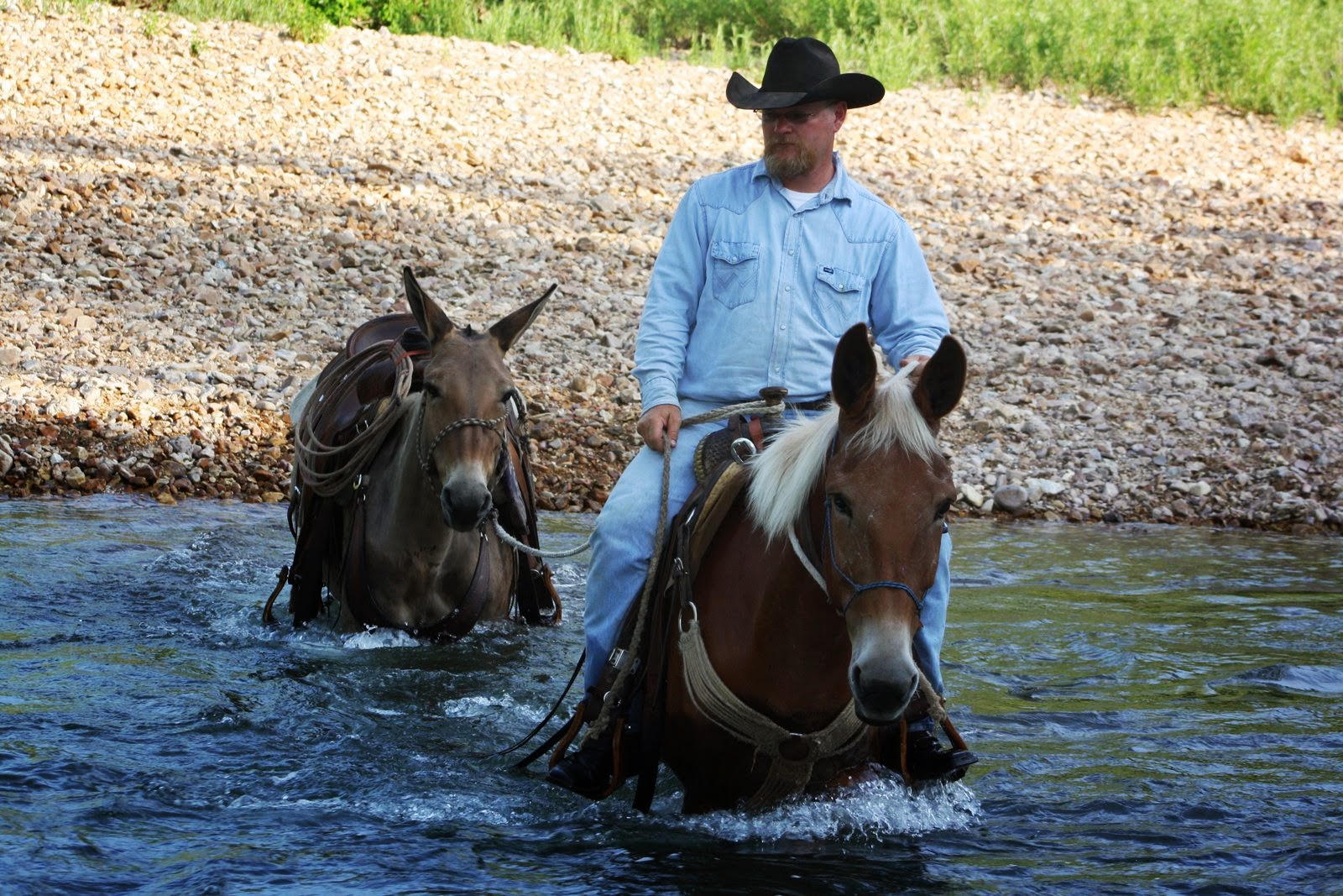 PairADice Mules: PairADice's Lexie Memorial Day Trail Riding
