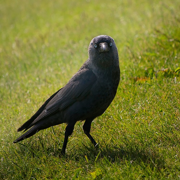 Knuts fugleblogg: Kaie (Corvus monedula)