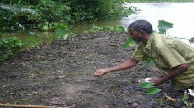 Floating vegetable Cultivation: Floating vegetables cultivation