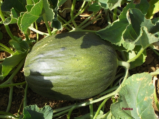 En Busca del Hada Azul: frutas