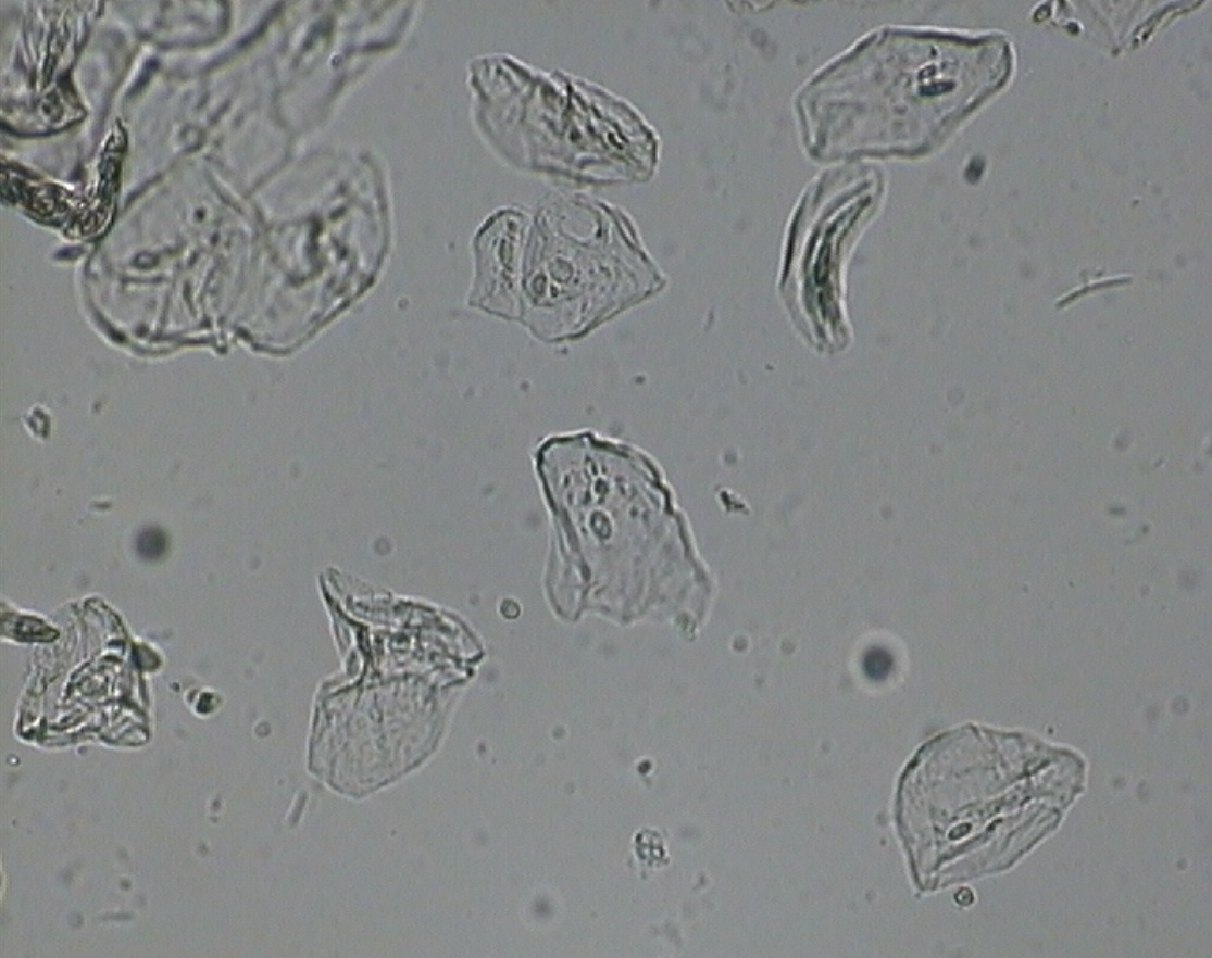 Scienze in lab: Cellule animali al microscopio