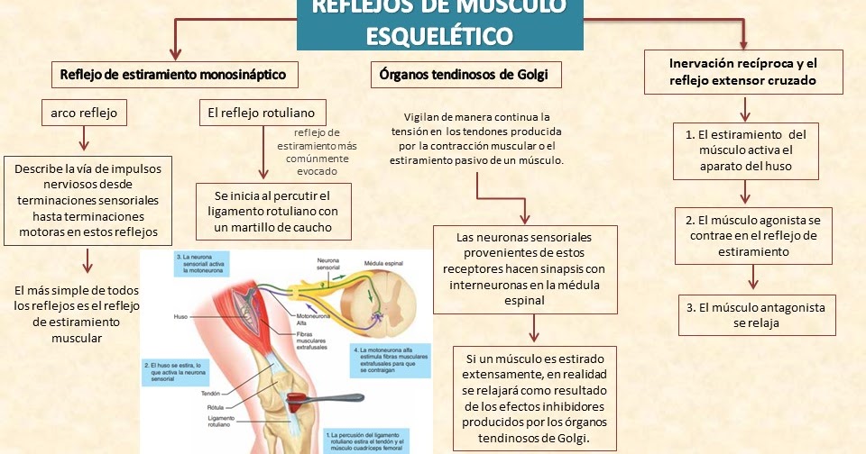 Blog de Fisiología básica UAS de Paulina Avila ciclo 2018-2019